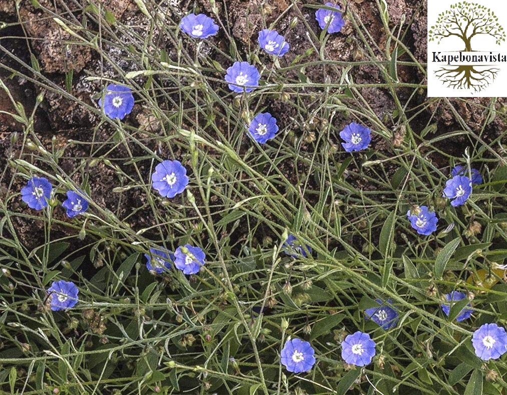 Kapebonavista® Shankhpushpi Sankaphuli Visnukrantha Shyamakrantha ...