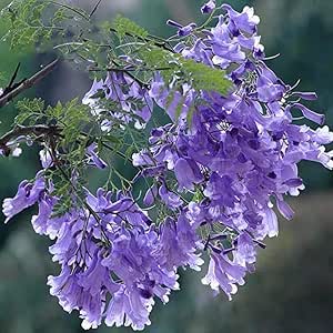 Amazon.com : MOKALALA 50 Pcs Jacaranda Tree Seeds | Non-GMO | Jacaranda Mimosifolia Blue Purple ...