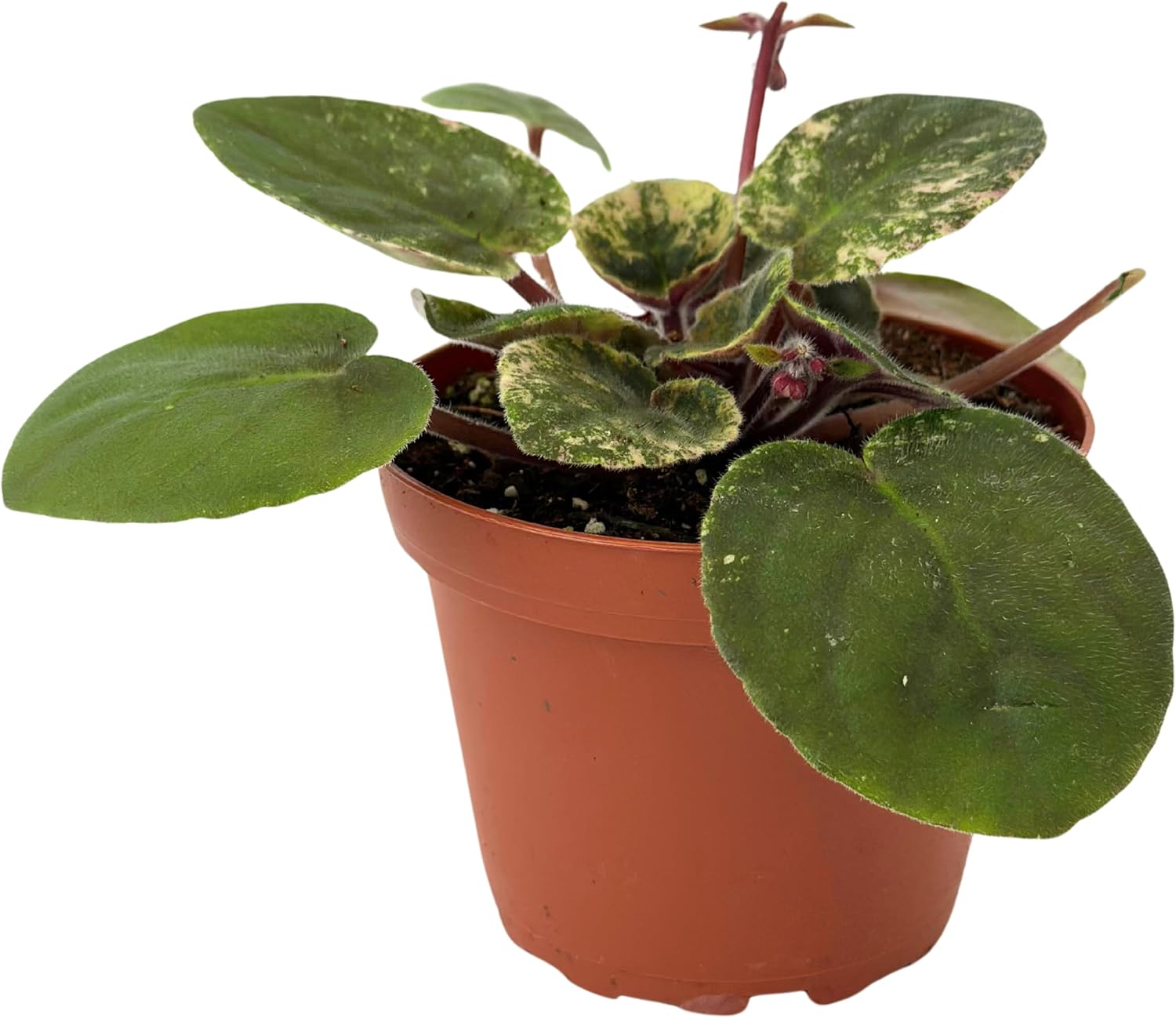 Amazon.com : Live Plant Assorted African Violets 4" - Easy to Care and ...