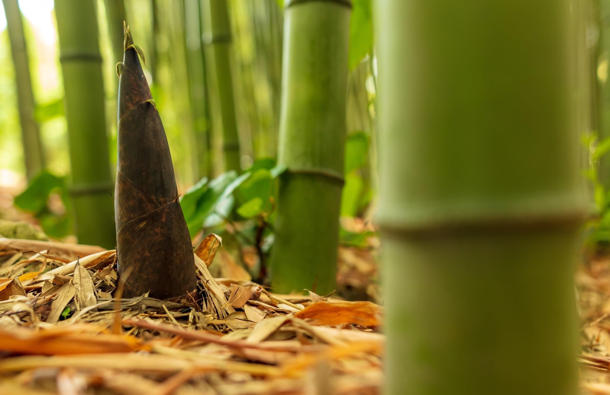 Amazon.com : 500+ Fresh Giant Bamboo Seeds for Planting - Quick Growth ...