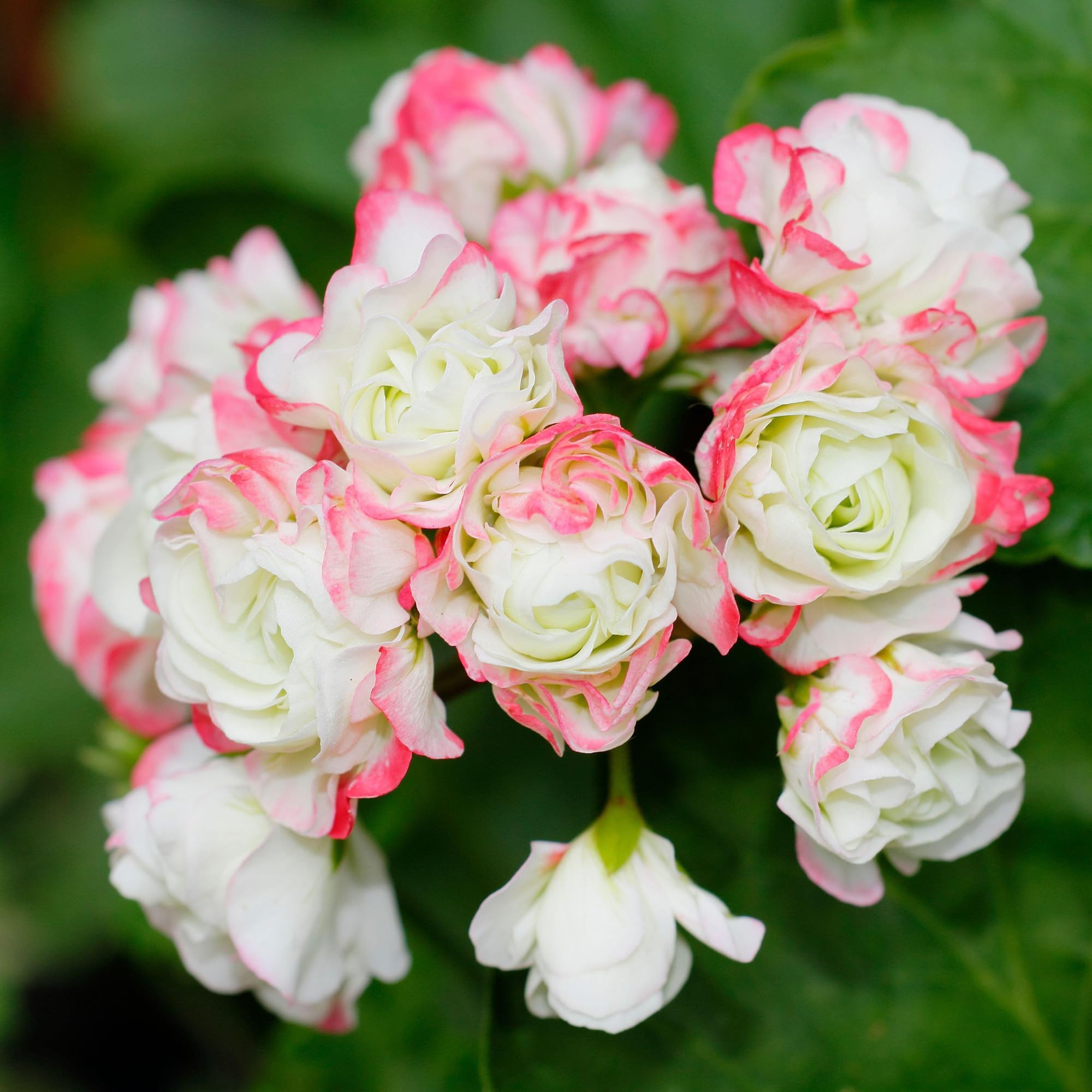 Geranium Apple Blossom - Hardy Geraniums Garden Ready Plants - Plug ...