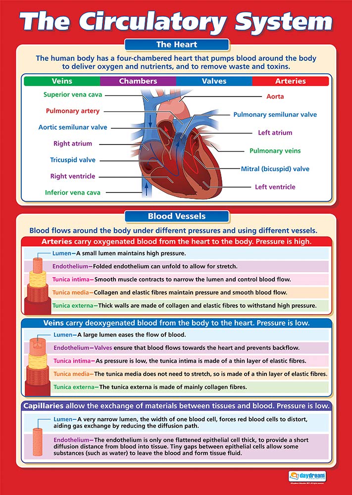 Daydream Education The Circulatory System | Science Posters | Gloss ...