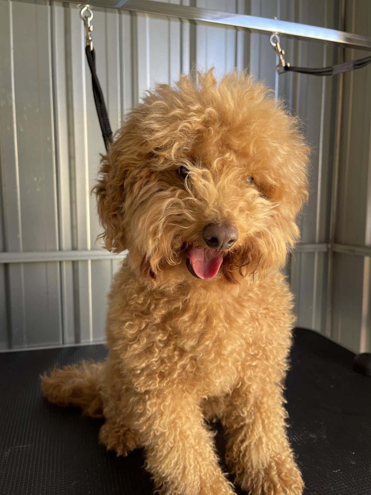 Floofi Dog Grooming Table Double Pole, Pet Dog Grooming Table with Arm ...