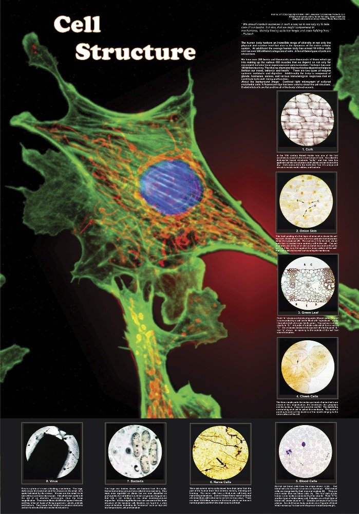 Biology Cell Structure