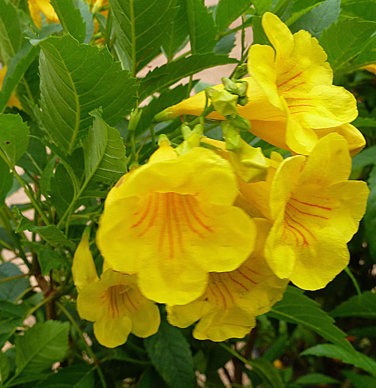 Yellow Bell Shaped Flowers Yellow Wax Bells (Kirengeshoma) | Heyden's