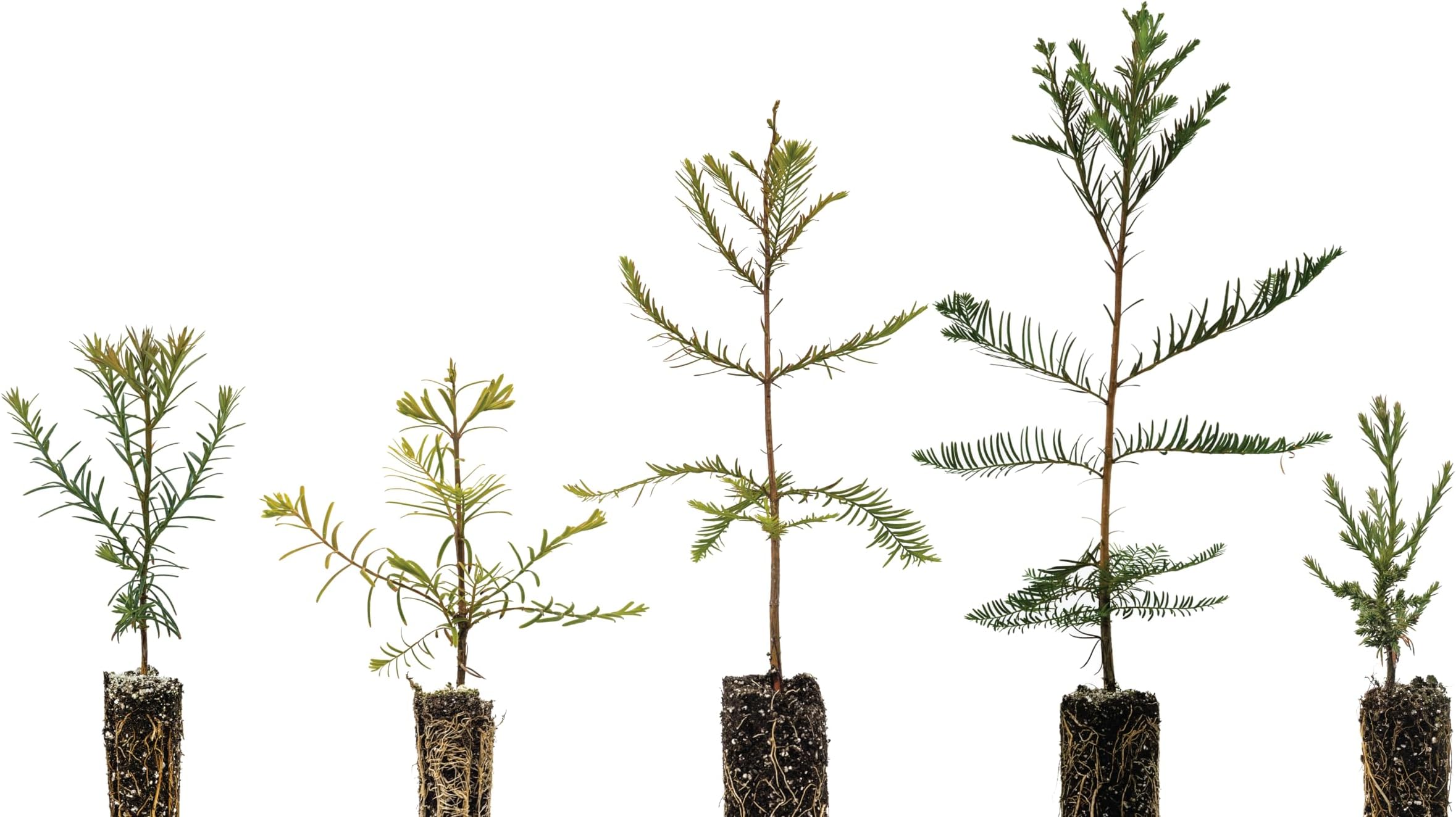 Amazon.com : Coast Redwood Tree Seedling - Sequoia sempervirens ...