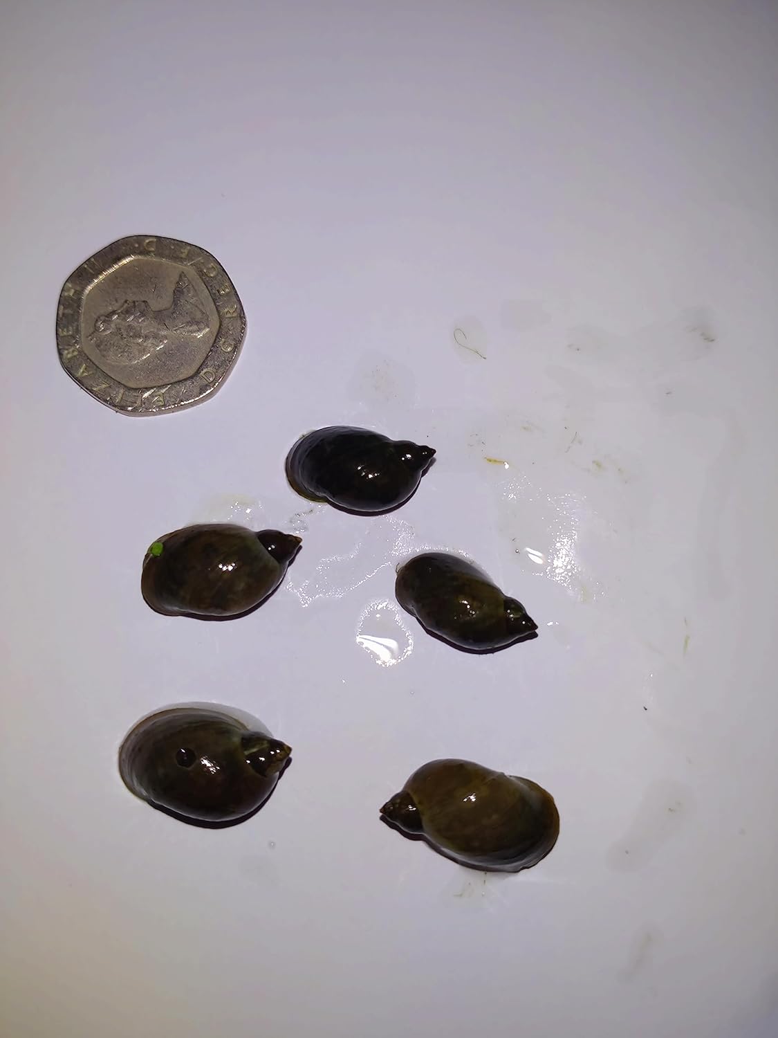 5x Large Tadpole Bladder Pond Snail Aquarium (Physella Acuta),-+ 3 Pond ...