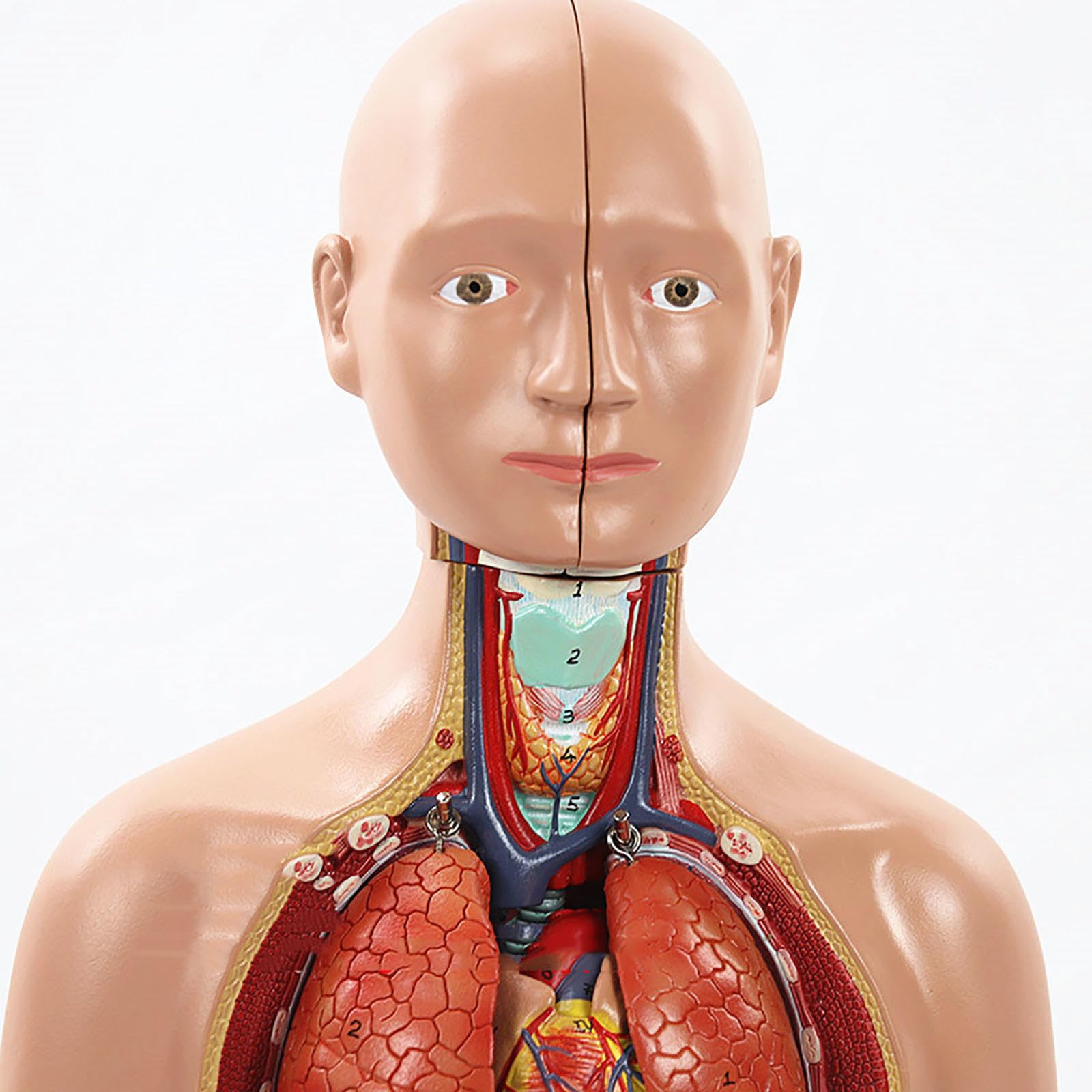 Anatomía Del Hermafrodita Humano