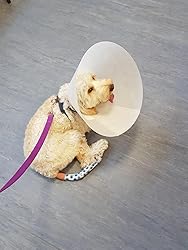 Mikki Dog, Puppy, Cat Matt Splitter - Dematting and Detangler Tool ...