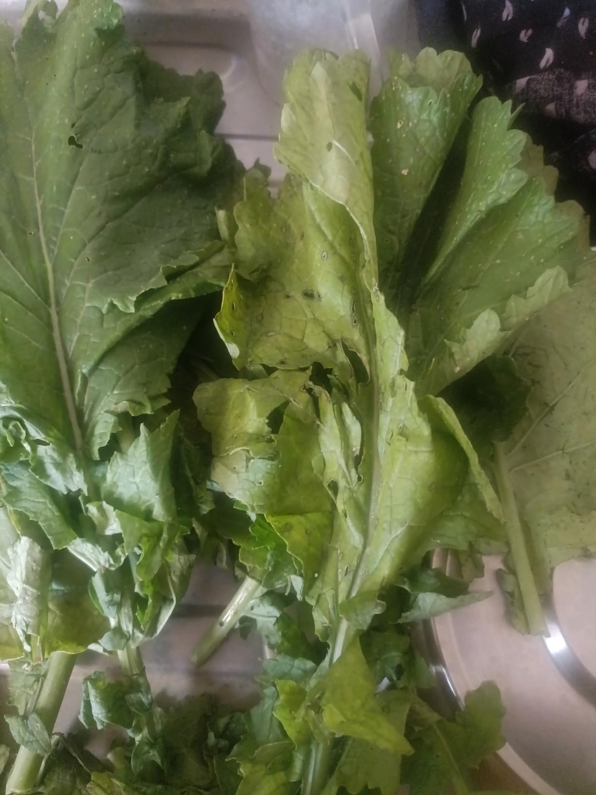 Fresh Sarson Ka Saag (Mustard Leaves), 250g : Amazon.in: Grocery ...