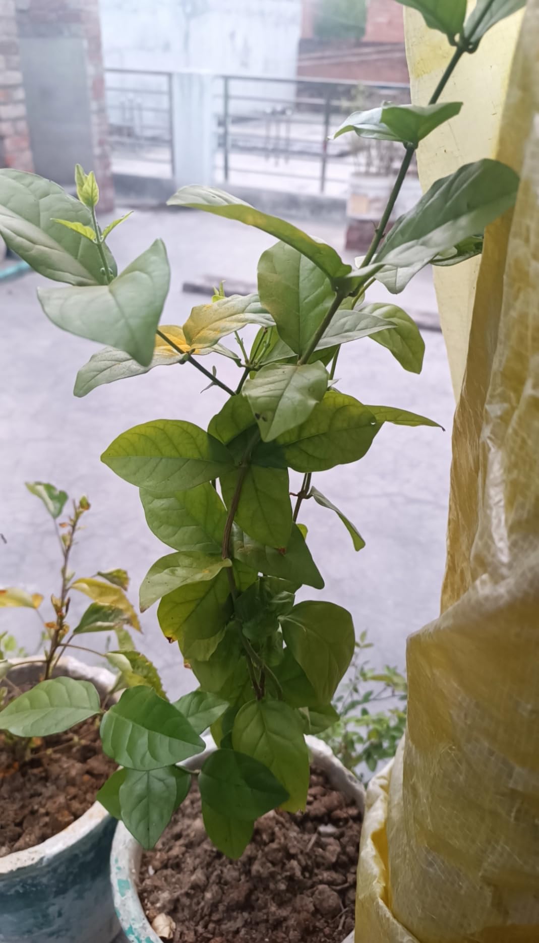 JooGTooK Jasmine Live Plant Arabian Or Chameli Chamelee Motiya (Bela ...