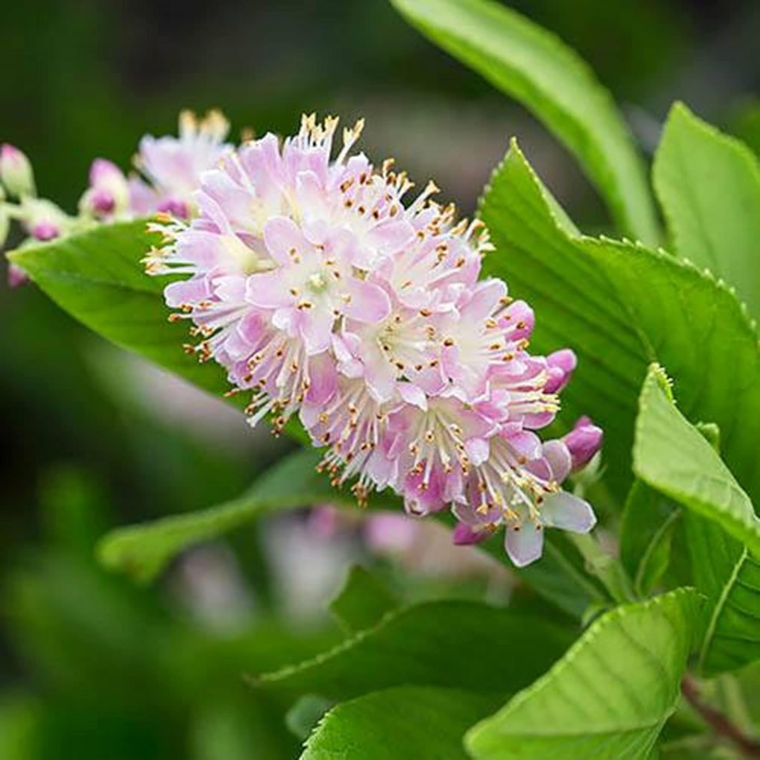 Amazon.com : CHUXAY GARDEN Pink Clethra Alnifolia-Summersweet,Coastal ...