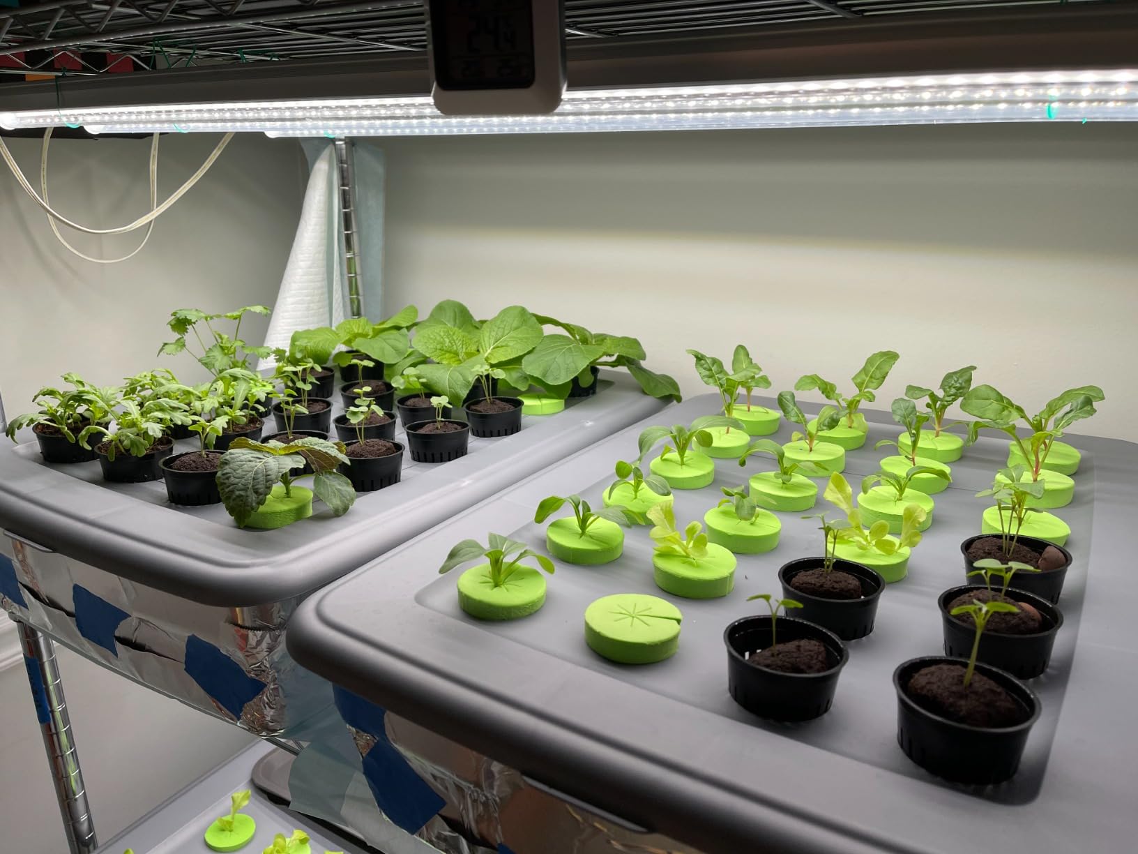 $2/mo - Finance xGarden Neoprene Clone Collars - 30 Pack Cloning ...