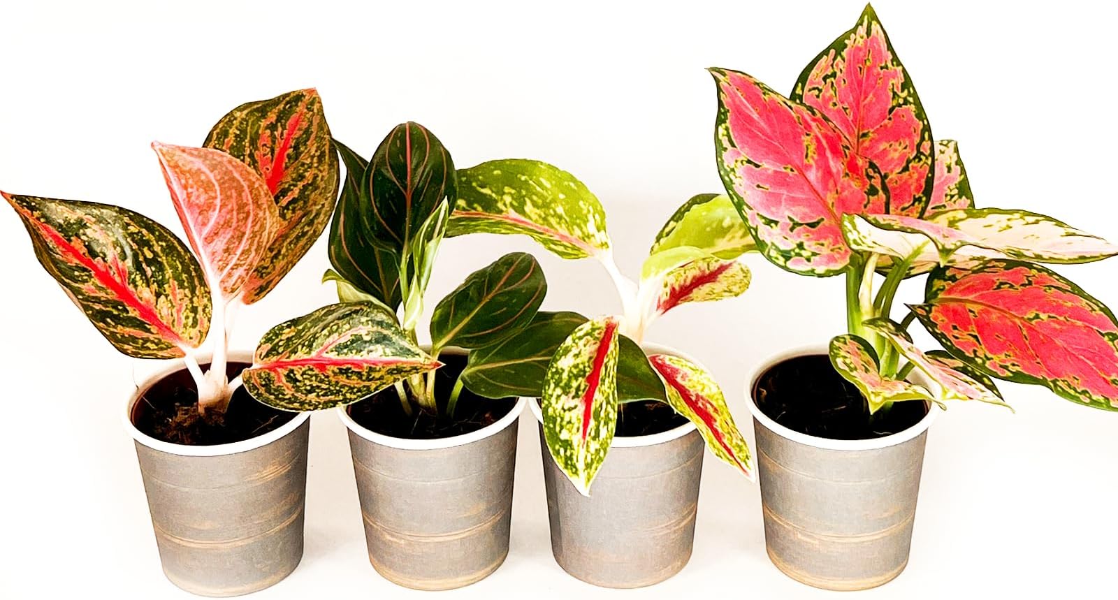Amazon.com : Aglaonema Golden Powder Live Plant in 2" Pot Plants - Easy ...