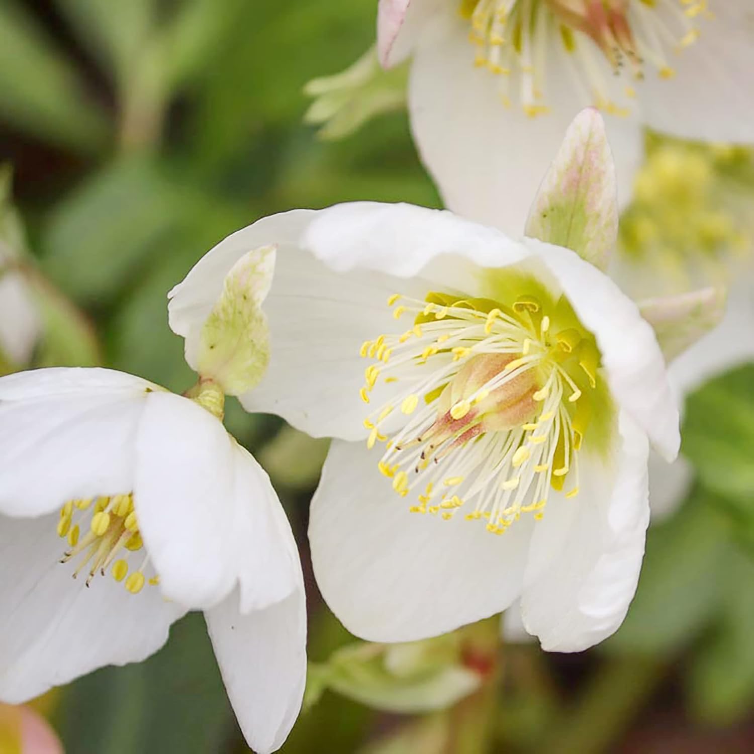 Amazon.com : Christmas Rose Seeds Helleborus Niger Seeds GMO Free ...