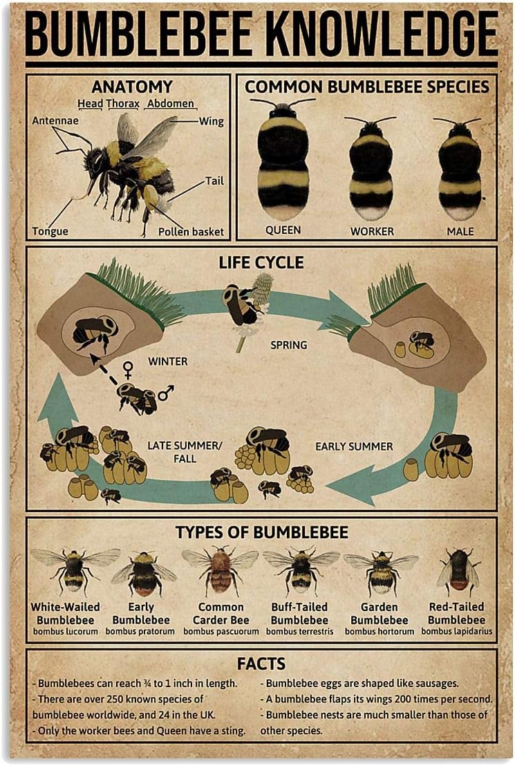 Amazon.com : Bumblebee Knowledge Metal Tin Signs Bumblebee Information ...
