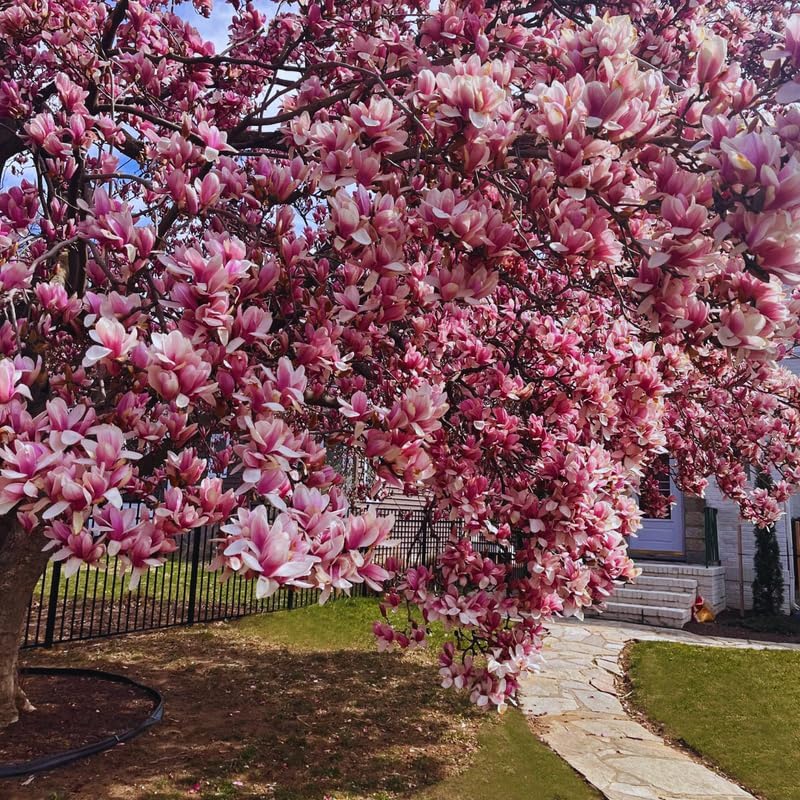 Amazon.com : Saucer Magnolia Tree Live Plant, Light Pink Magnolia Tree ...