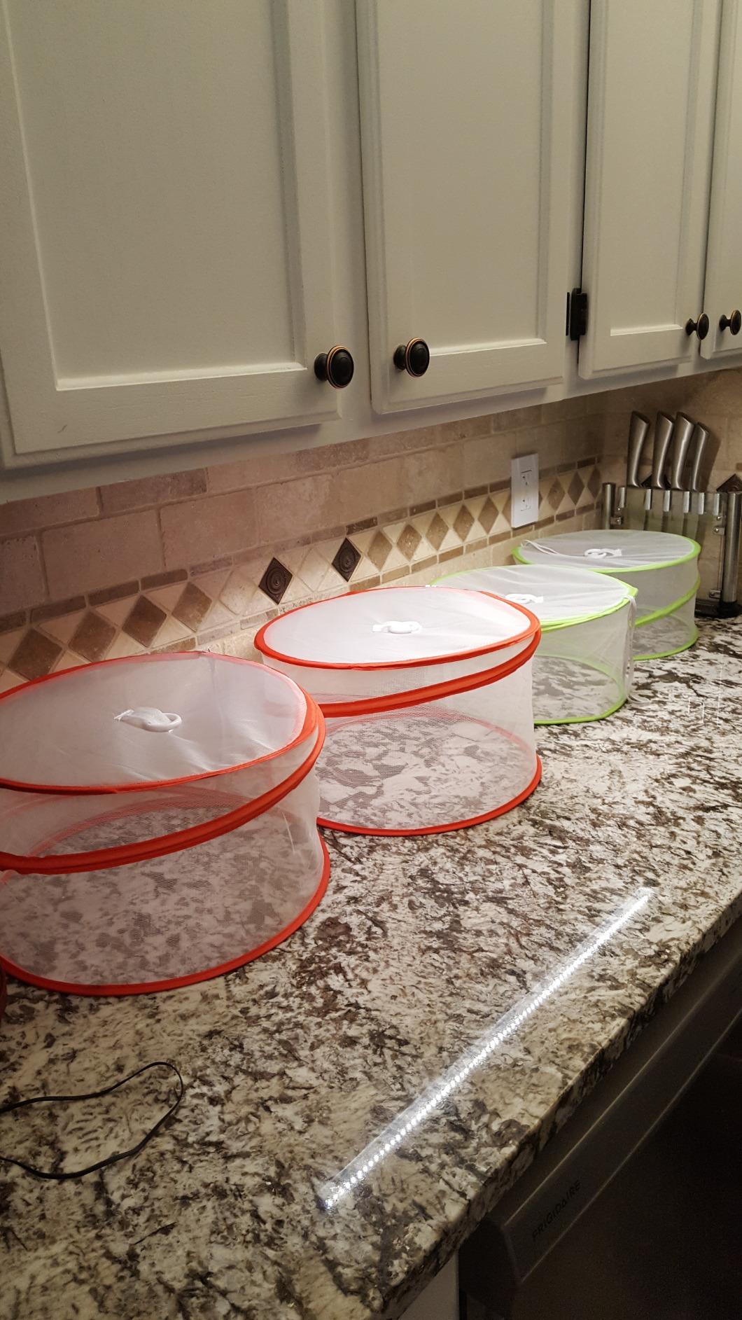 Amazon.com | Set of 4 Food Covers for Outside and Kitchen, Outdoor Food ...