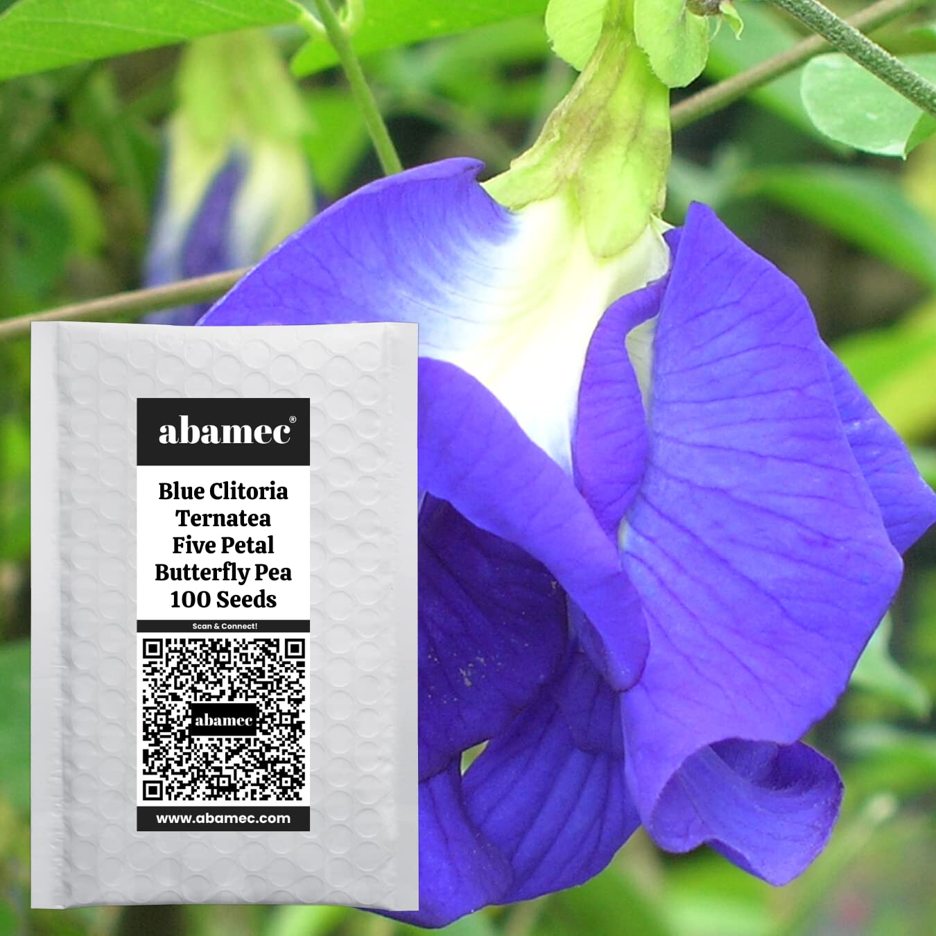 Buy abamec Five Petal Blue Flower Aparajita Growing , Beautiful and ...