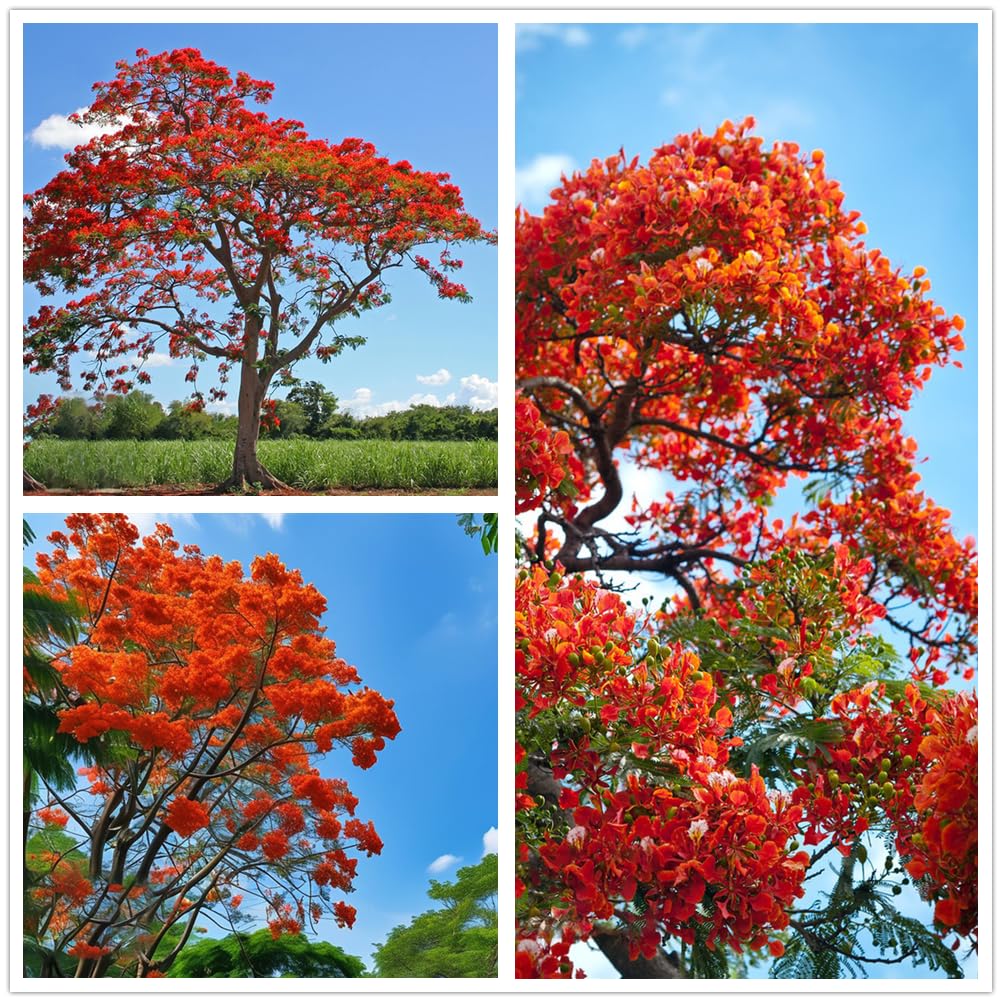 Philippine Fire Tree