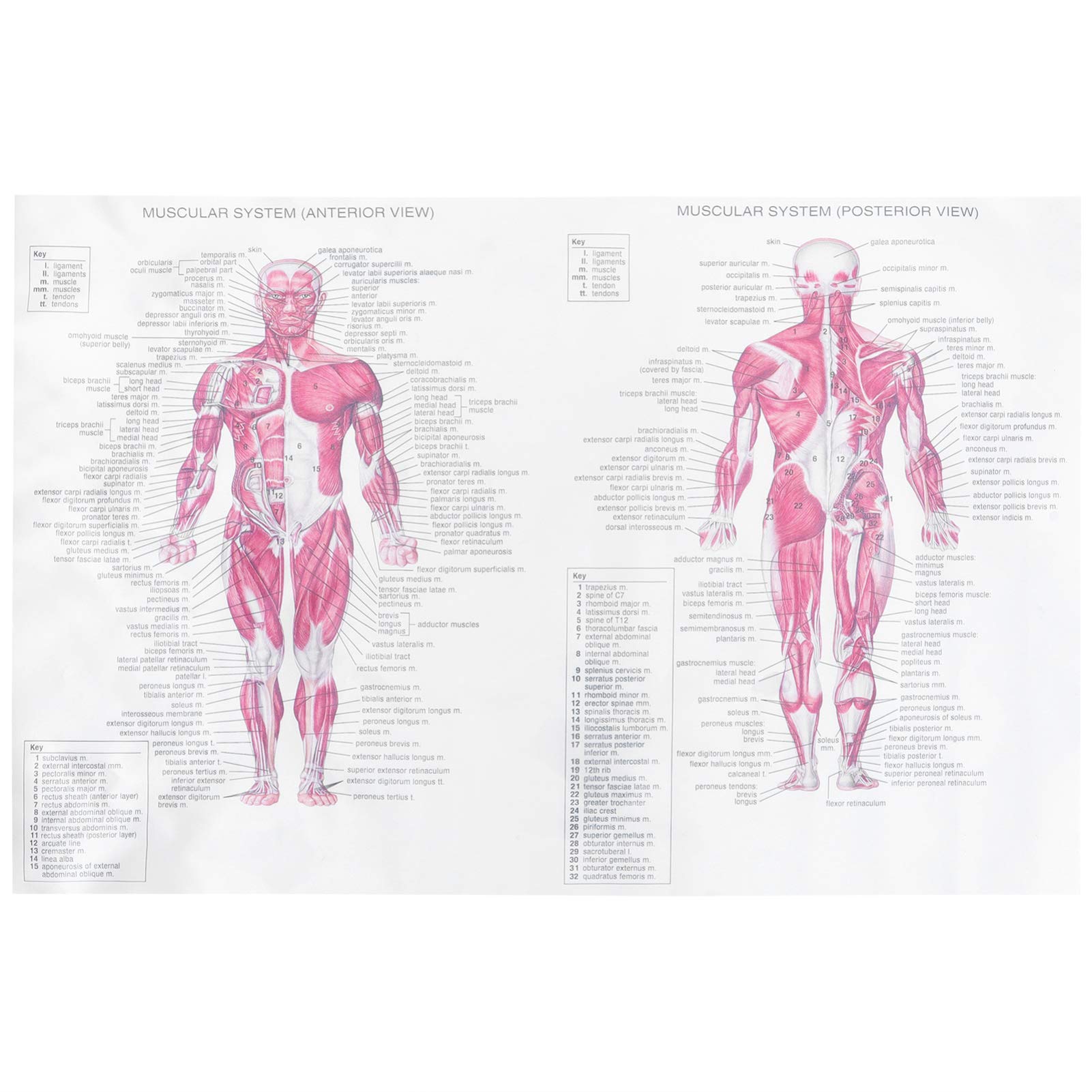 Scicalife Human Muscle System Chart Anatomy System Poster Skeleton ...