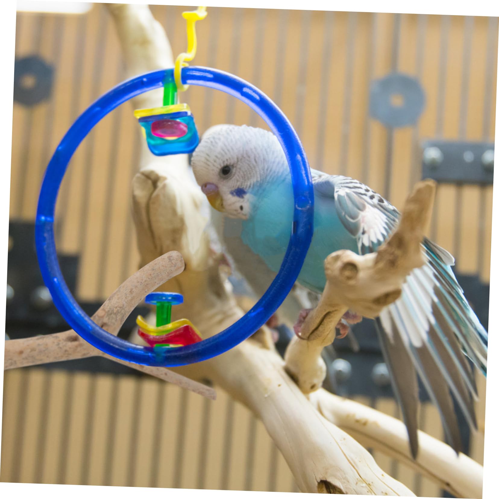 Parakeet Claws