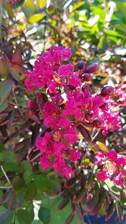 Lagerstroemia indica 'Petite Red' / Lilas des Indes nain à fleurs rouge ...