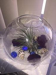 Amazon.com: Super Z Outlet Sea Shells Mixed Beach Seashells - Various ...