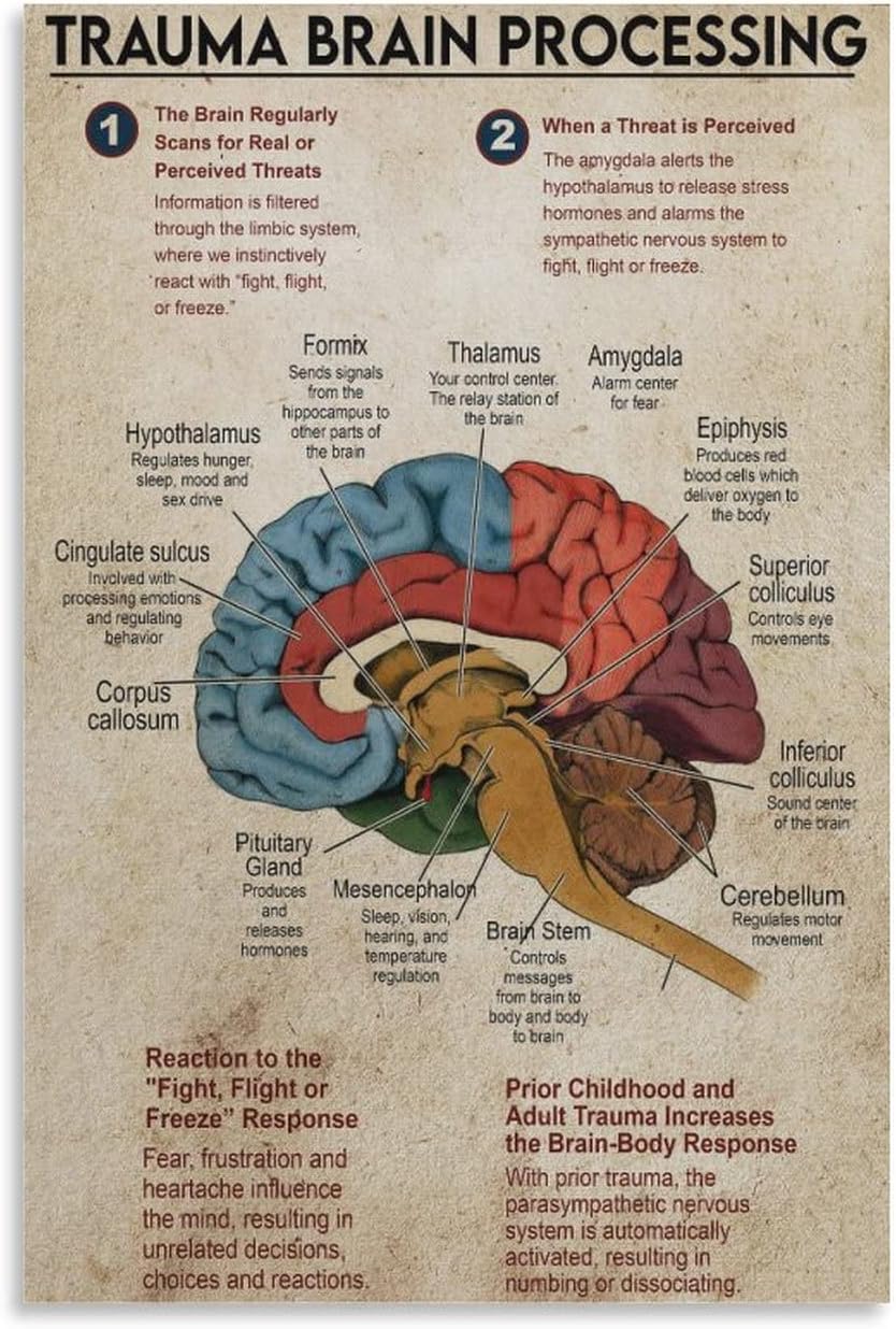 Amazon.com: Trauma Brain Processing Poster Brain Anatomy Wall Art ...