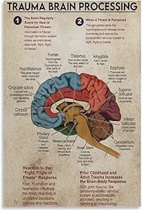 Amazon.com: Trauma Brain Processing Poster Brain Anatomy Wall Art ...
