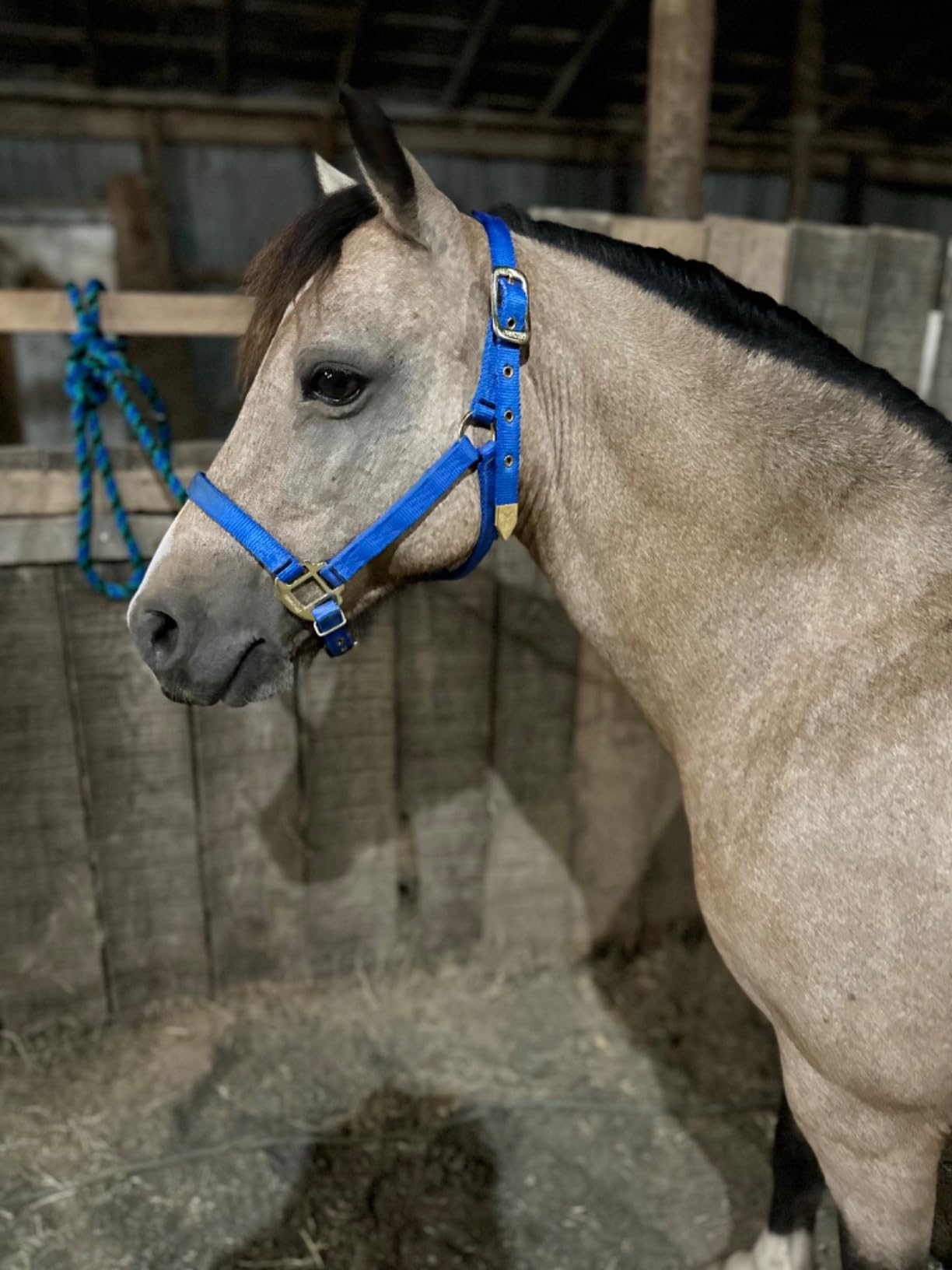 Amazon.com: Hamilton, 3/4" Adjustable Arabian Halter - Red, 500-800lbs ...