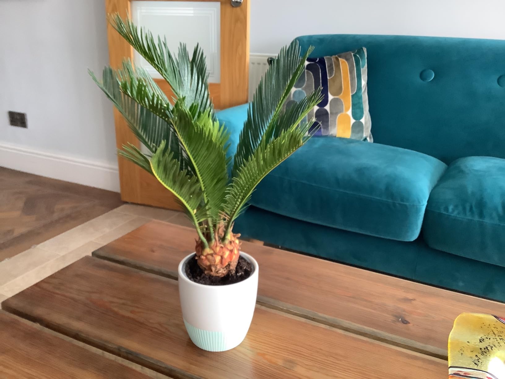 Cycas Revoluta - Sago Palm | Best Indoor Plants for Sale | 30-40cm with ...