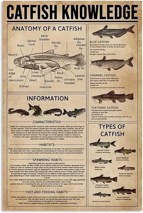 Amazon.com: Generic Catfish Knowledge Metal Tin Sign Anatomy Of A ...