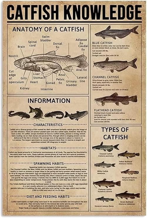Amazon.com: Generic Catfish Knowledge Metal Tin Sign Anatomy Of A ...