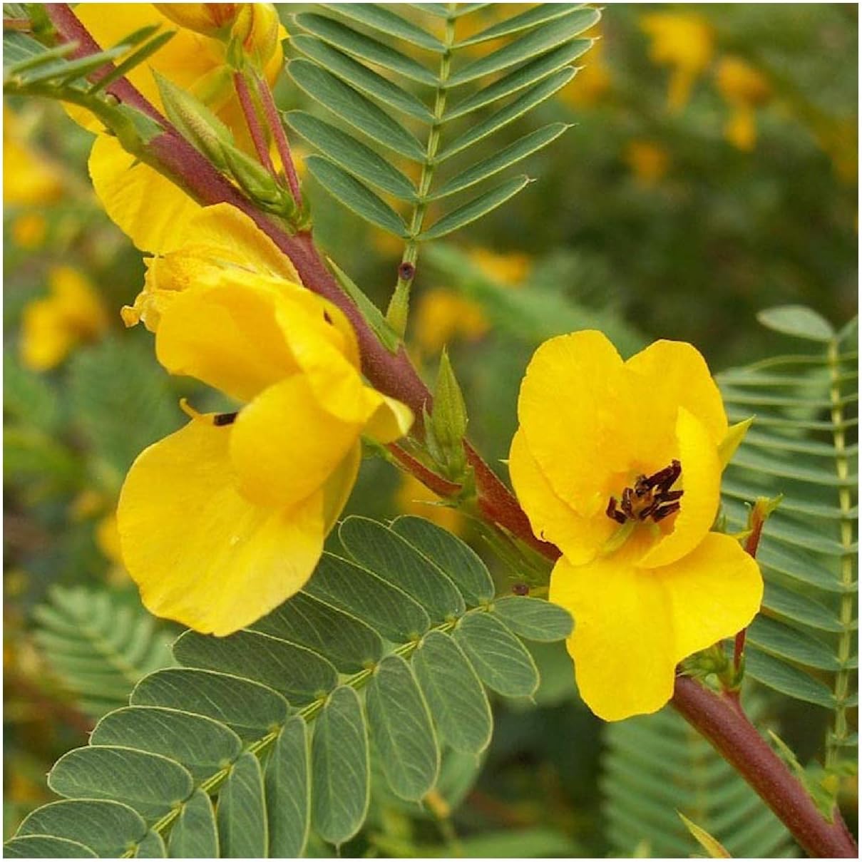 Amazon.com : Everwilde Farms - 1/4 Lb Partridge Pea Native Wildflower ...