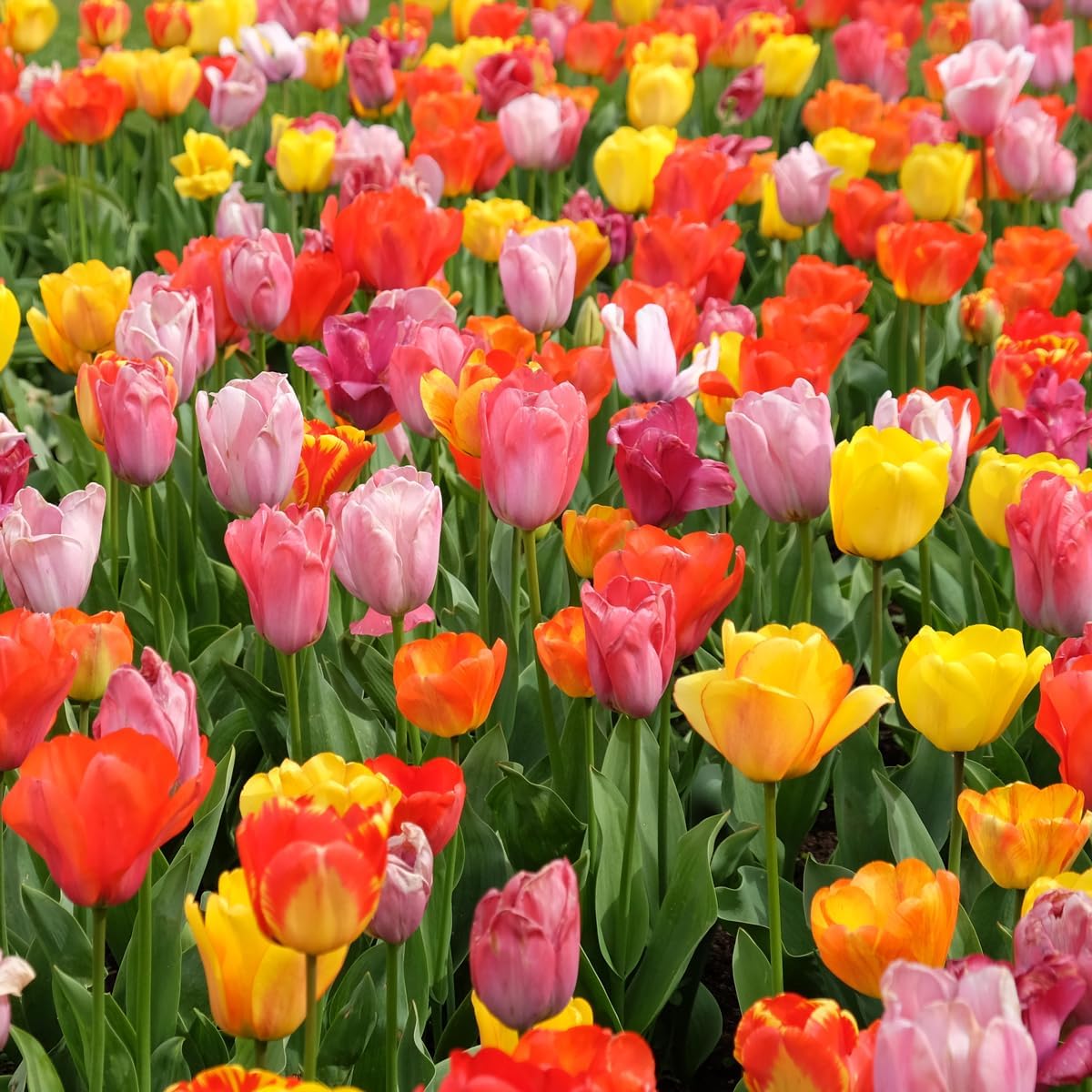 Amazon.com : 100 Mixed Tulip Flower Bulbs – Bulk Pack of Colorful ...
