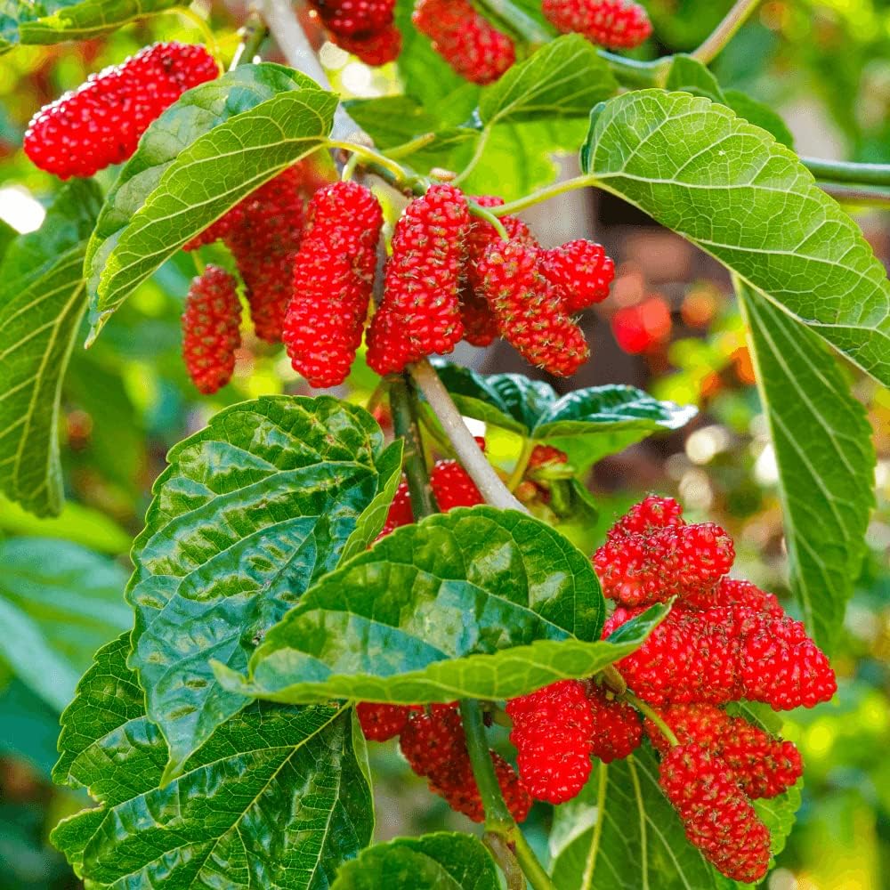Amazon.com : 1 Red Mulberry Tree Live Plant, Mulberry Bush Live Plant 4 ...