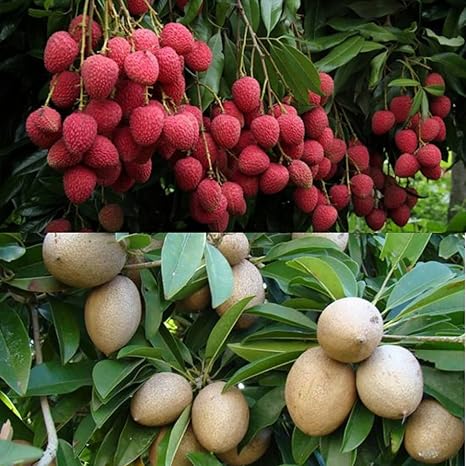 Dwarf Lychee Lichu Litchi Live Plant And All time Hybrid Grafted ...