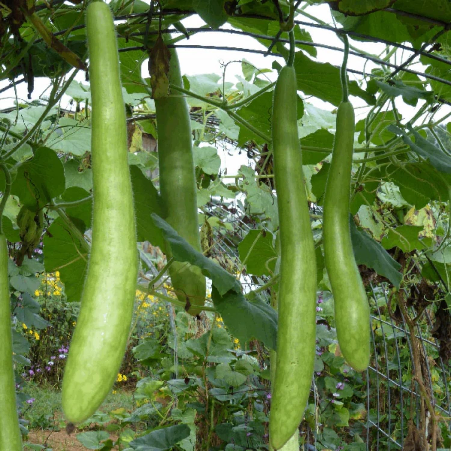 Amazon.com : 20+ Long Bottle Gourd Seeds Squash Dudi Calabash Long ...