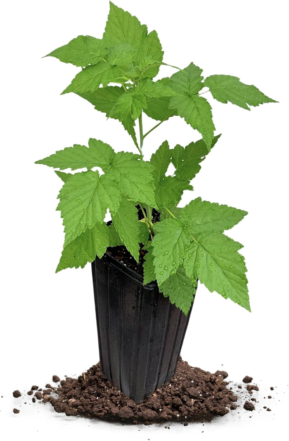 Amazon.com : Tahi Thornless Black Raspberry Plant - Black Spineless ...