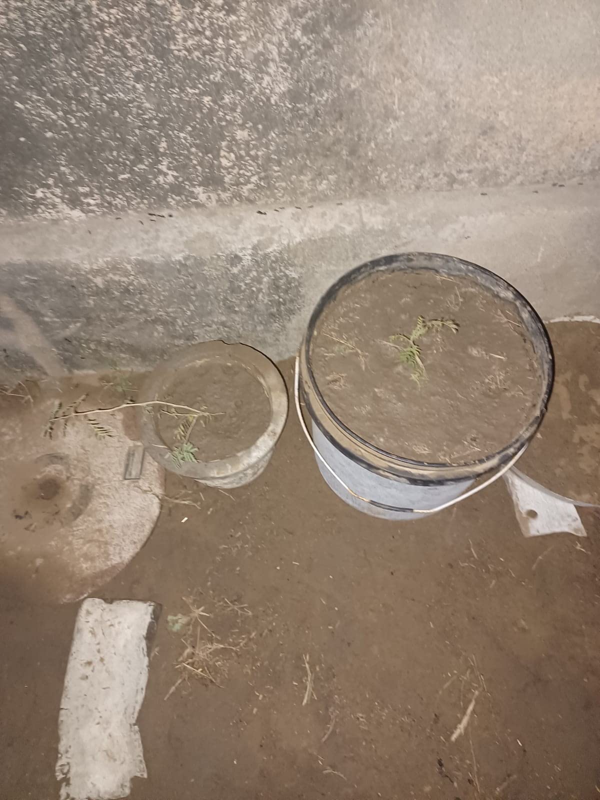 Yotova Live Shami Holy Tree Prosopis Cineraria Plant Banni Maram Sammi ...