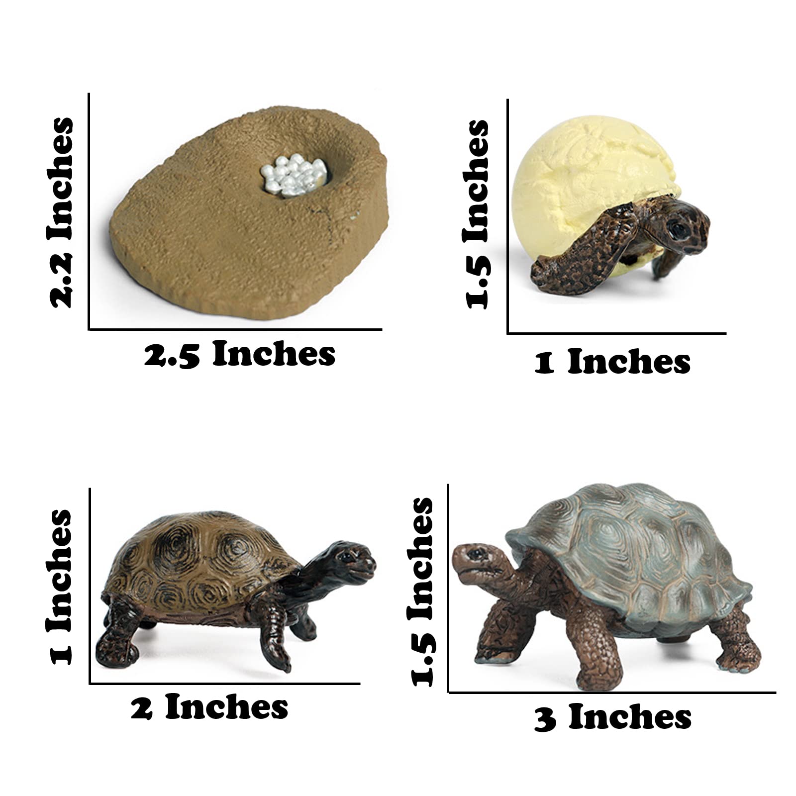 Snapklik.com : Momoplay Life Cycle Toys, 4Pcs Tortoise Toys, Turtles ...