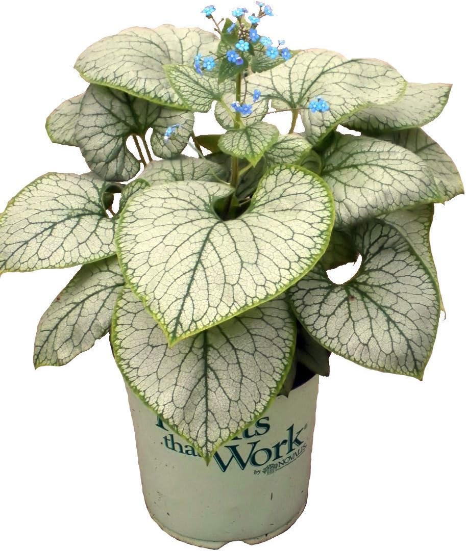 Amazon.com : Brunnera macrophylla 'Jack of Diamonds', Heartleaf ...