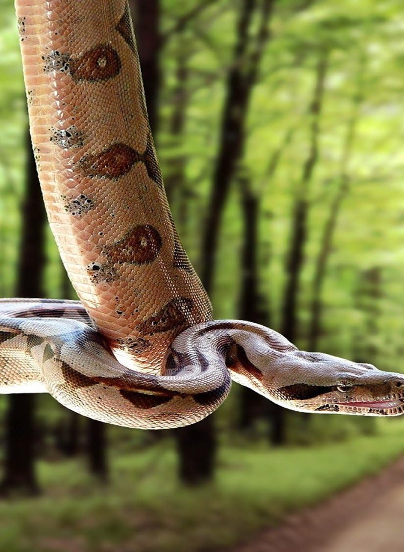 Amazon.com: Rectangle Refrigerator Magnet - Giant Cobra Snake Dangling ...