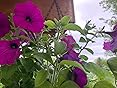 Amazon.com : Park Seed Petunia Flowering Plant Seeds, Tidal Wave Red ...