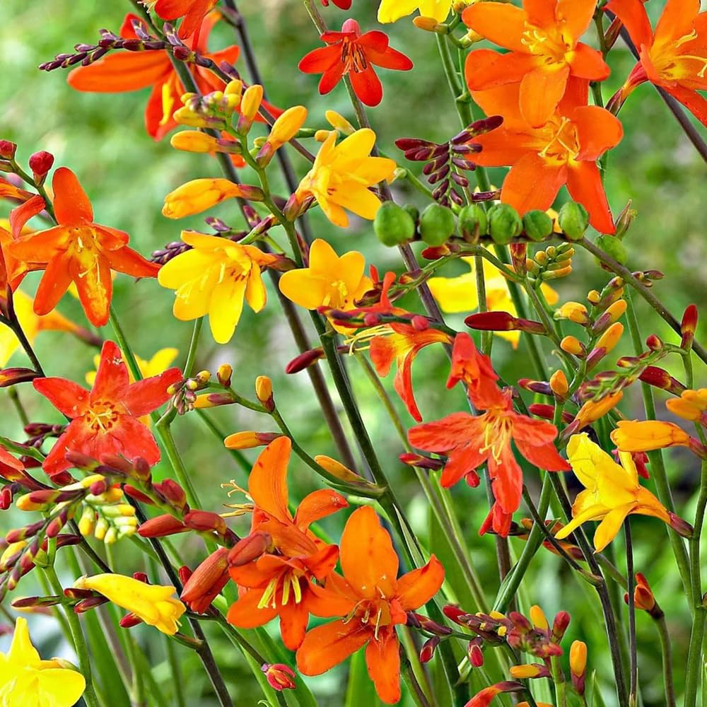 Amazon.com : 30 Mix Crocosmia Lucifer Bulbs, Crocosmia Bulbs Perennial ...