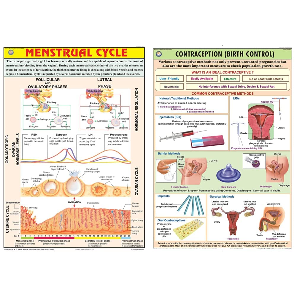 Buy HP30S | TeachingNest | Menstrual Cycle Chart 70x100 cm | English ...