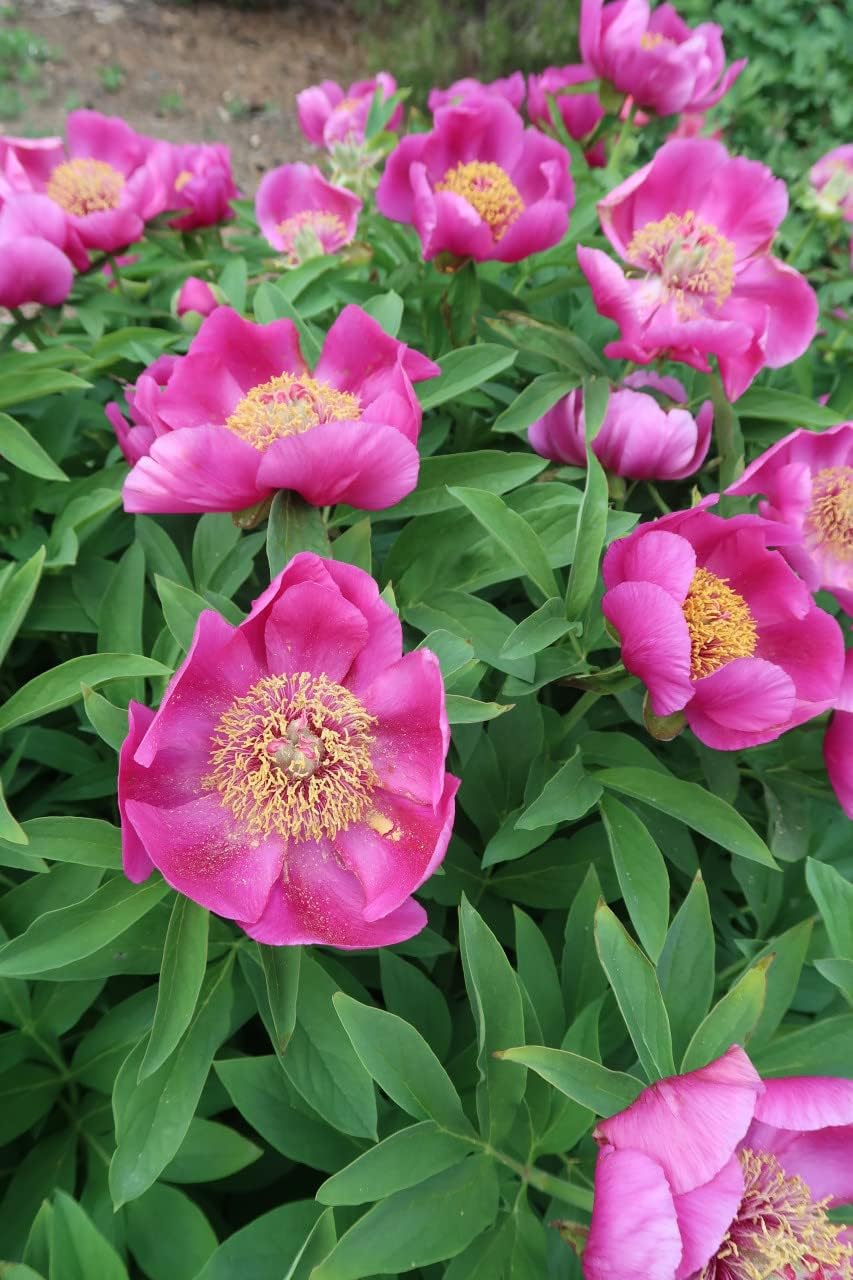 Amazon.com : Rose Plant Live for Planting 4 Inch Pot, Peony Perennial ...