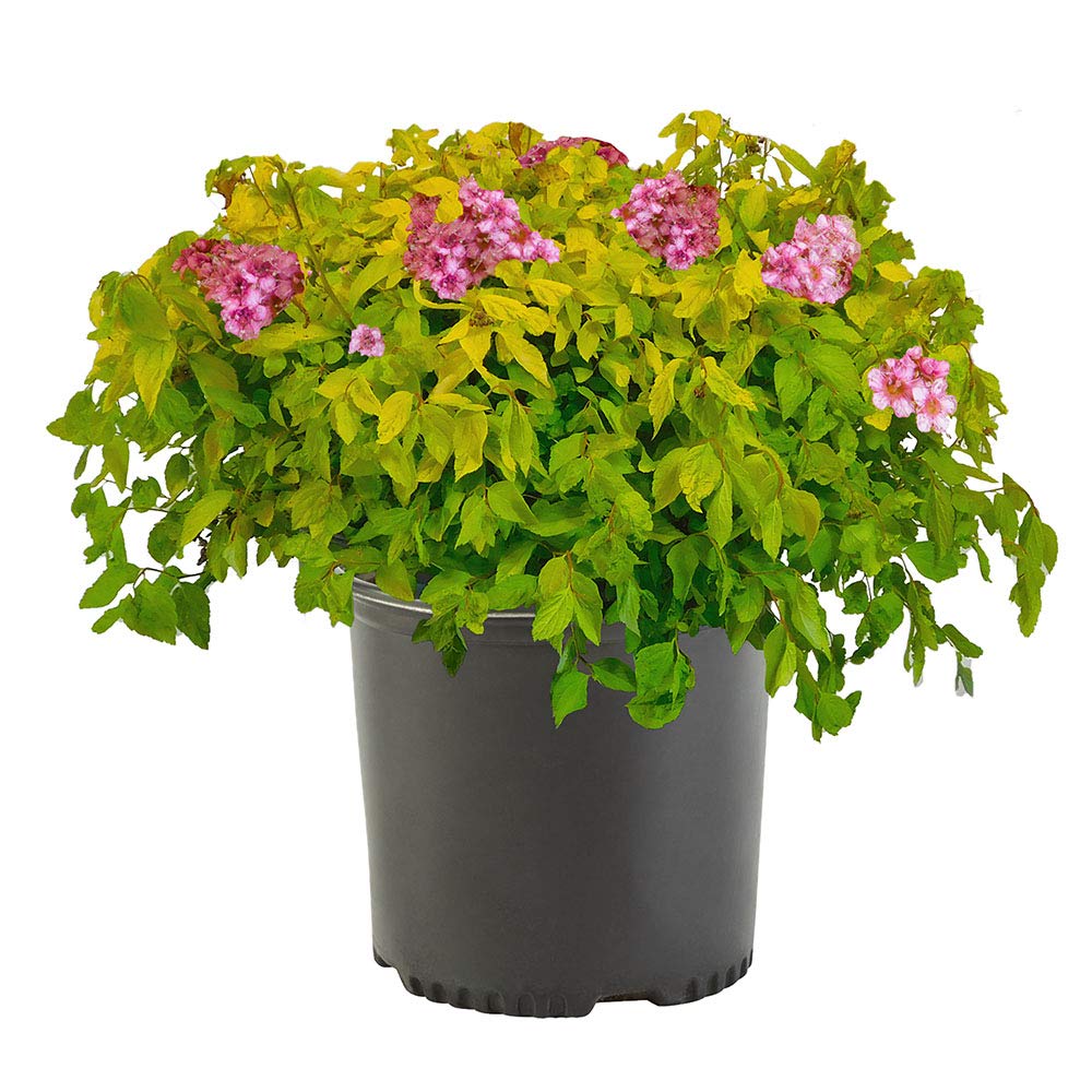 Amazon.com : 2.25 Gallon Goldmound Spirea Shrub : Patio, Lawn & Garden