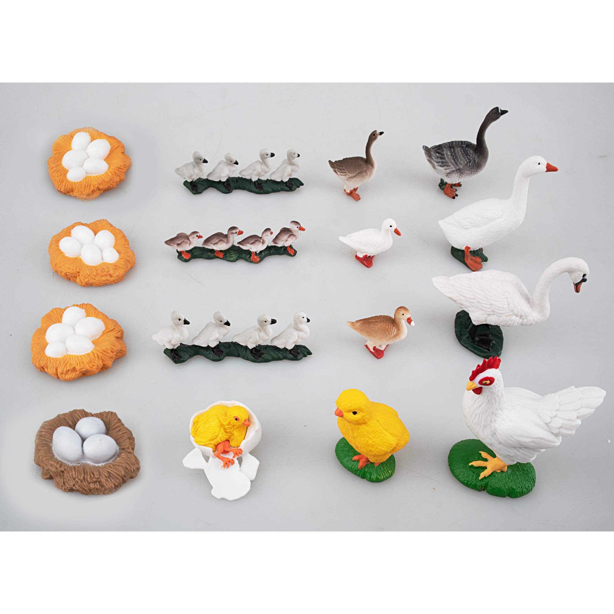 Buy TOYMANY 16PCS Life Cycle of Goose White Swan Chicken Duck Farm ...